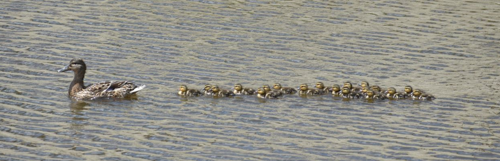 About The Colonial Machine Company - The Colonial Machine Company